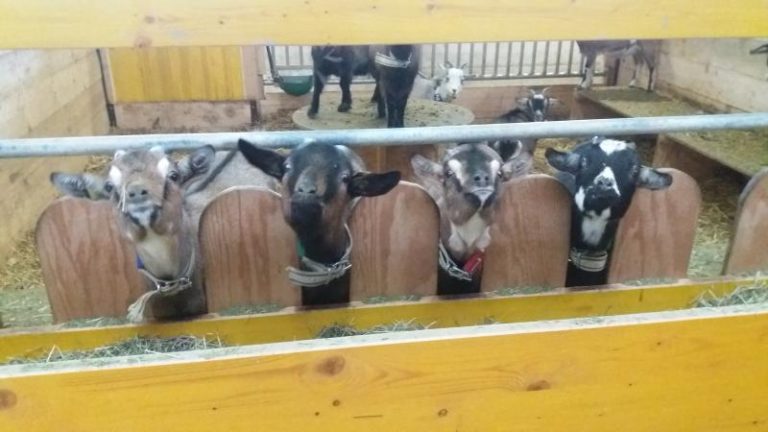 The Importance of Animal Husbandry: New Insights - Countryside